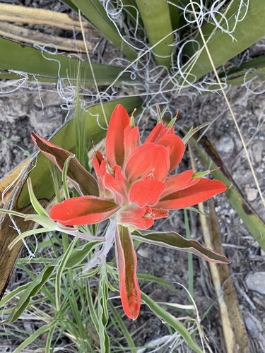 Castilleja integra - PictureThis