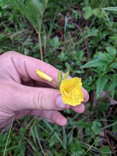 Onagra (Oenothera fruticosa) - PictureThis