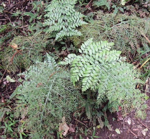 Asplenium dimorphum - PictureThis