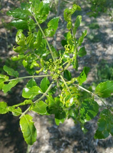 Зантоксилюм подражающий (Zanthoxylum simulans) - PictureThis