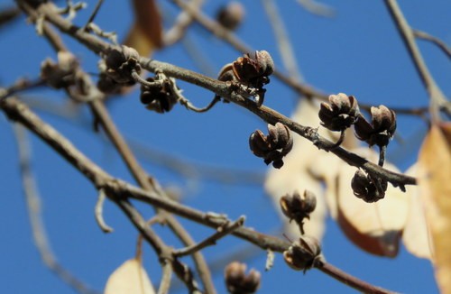 Bejaria aestuans Flower, Leaf, Care, Uses - PictureThis