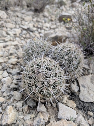 Rhinoceros cactus (Coryphantha echinus) Flower, Leaf, Care, Uses ...