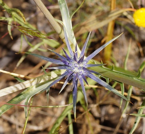 Eryngium ovinum - PictureThis