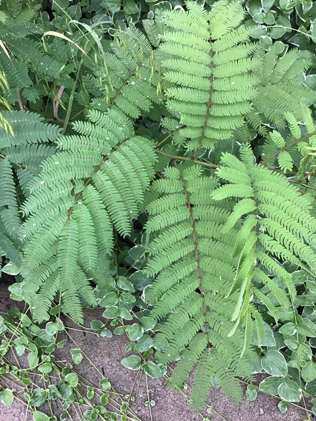 Helechos alados (Pteris) - PictureThis