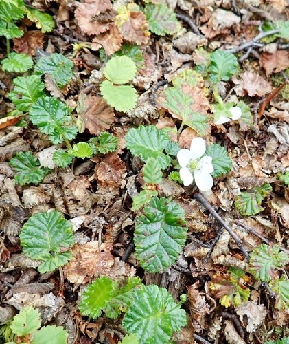 Frutilla de magallanes (Rubus geoides) - PictureThis