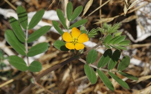 Contrayerba (Kallstroemia parviflora) - PictureThis