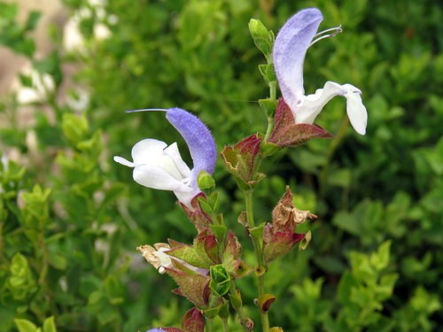 Salvia chamelaeagnea - PictureThis