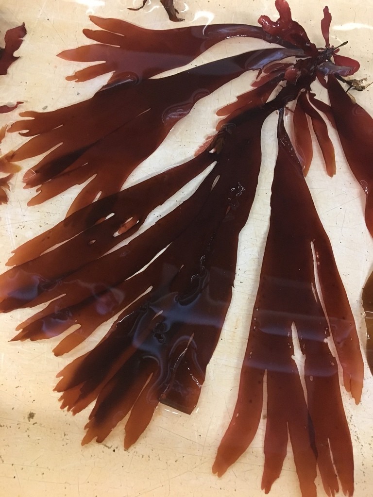 Callophyllis Care (Watering, Fertilize, Pruning, Propagation) - PictureThis