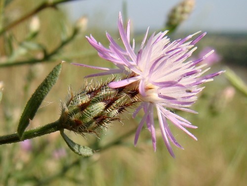 Василёк раскидистый (Centaurea diffusa) - PictureThis