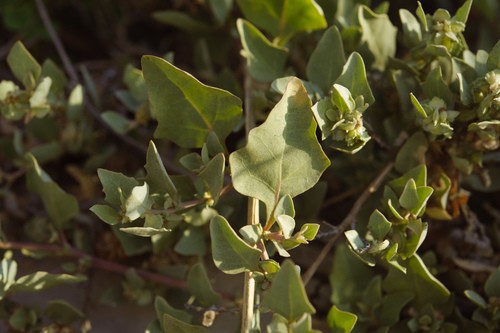 Atriplex maximowicziana - PictureThis
