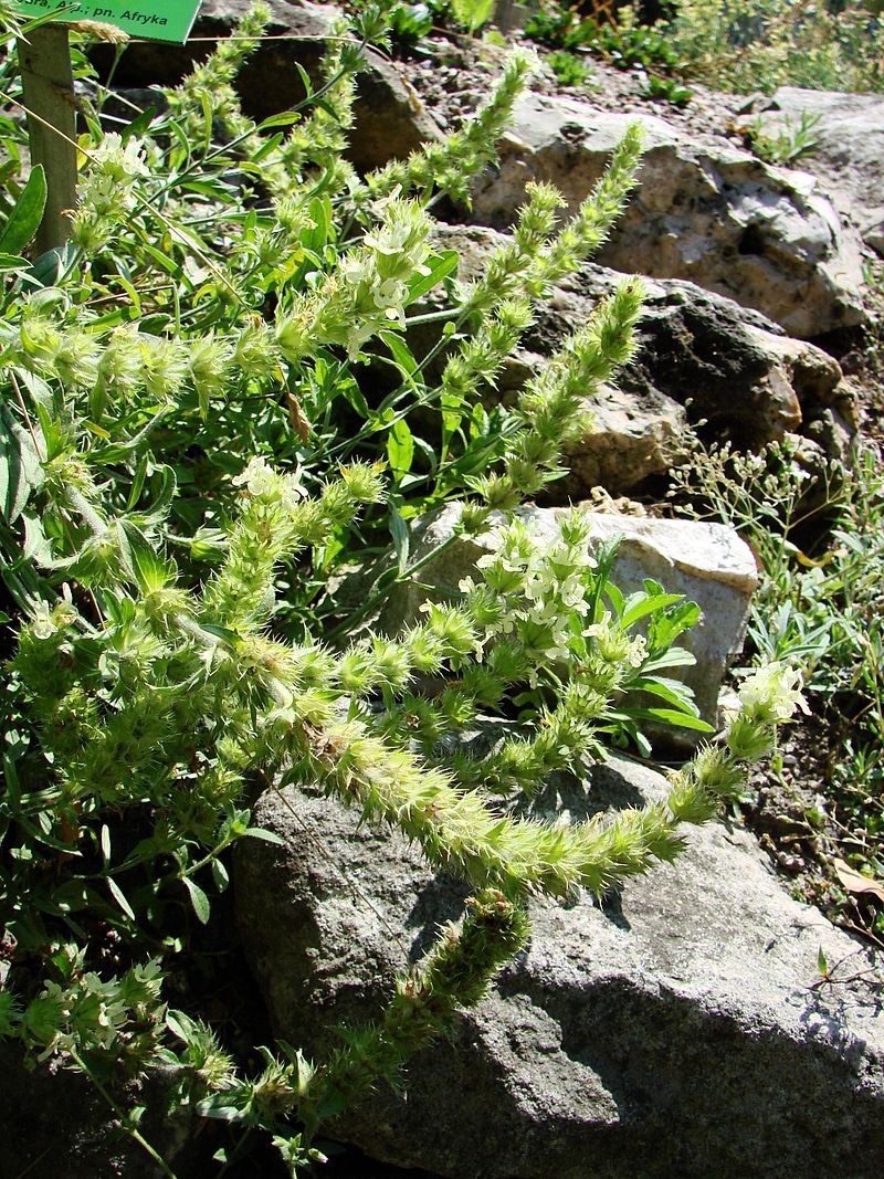 Sideritis hyssopifolia - PictureThis