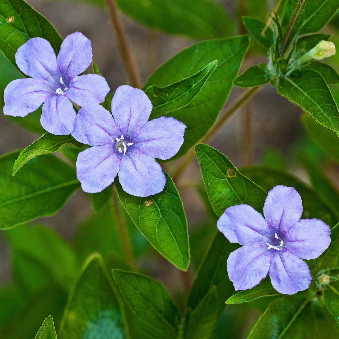 Ruellien (Ruellia) - PictureThis