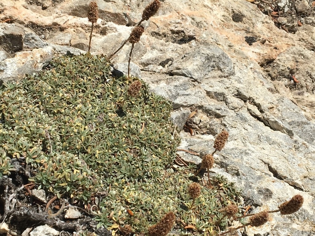 Petrophytum caespitosum - PictureThis