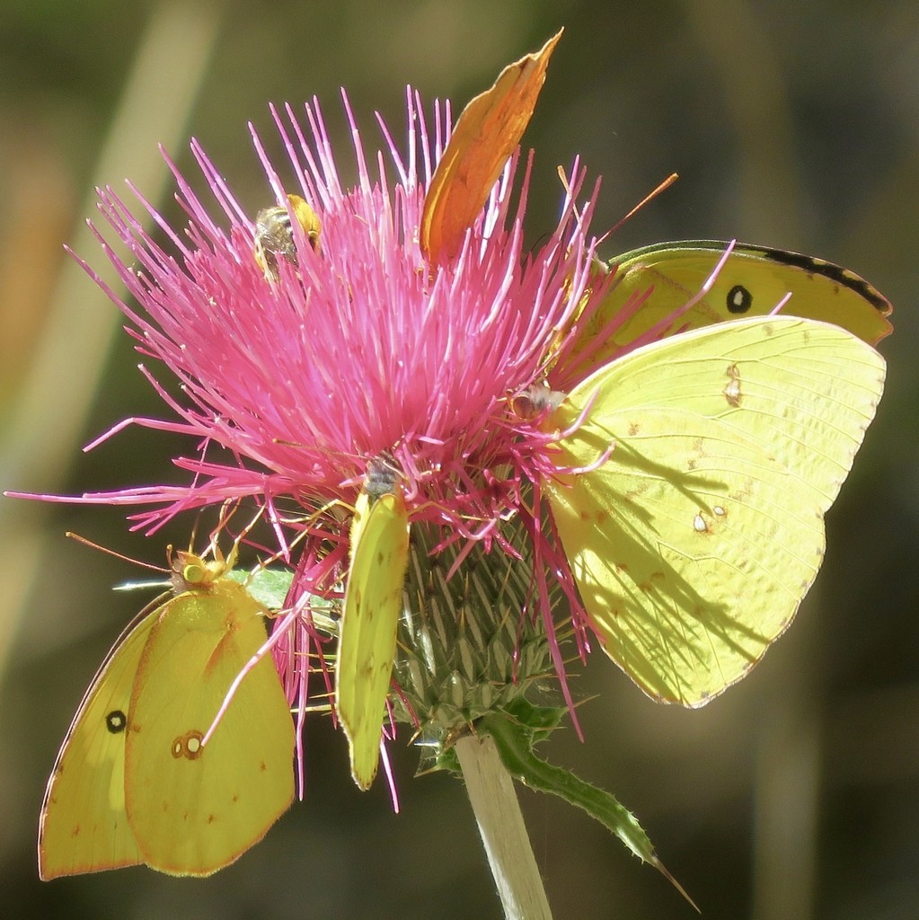 How to Pollinate Tall Thimbleweed? (Pollinators, Time Window, Enhance ...