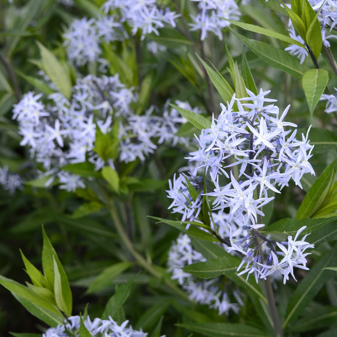 Amsonia hubrichtii (Amsonia hubrichtii) - Picturethis