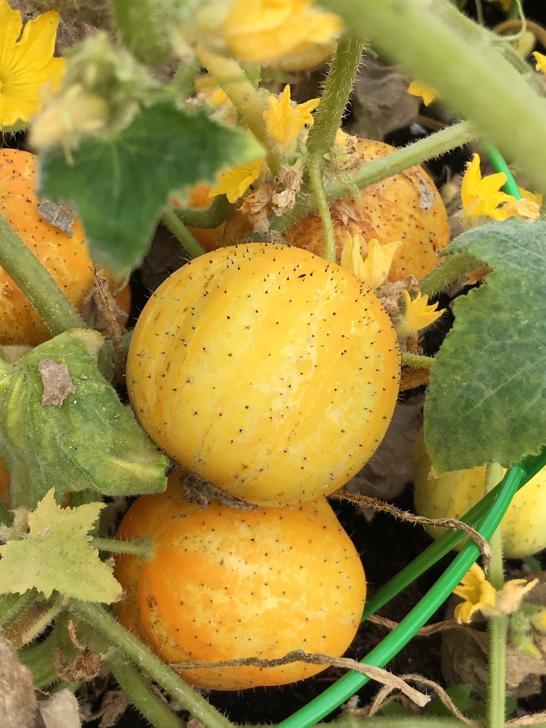 Cucumis - PictureThis