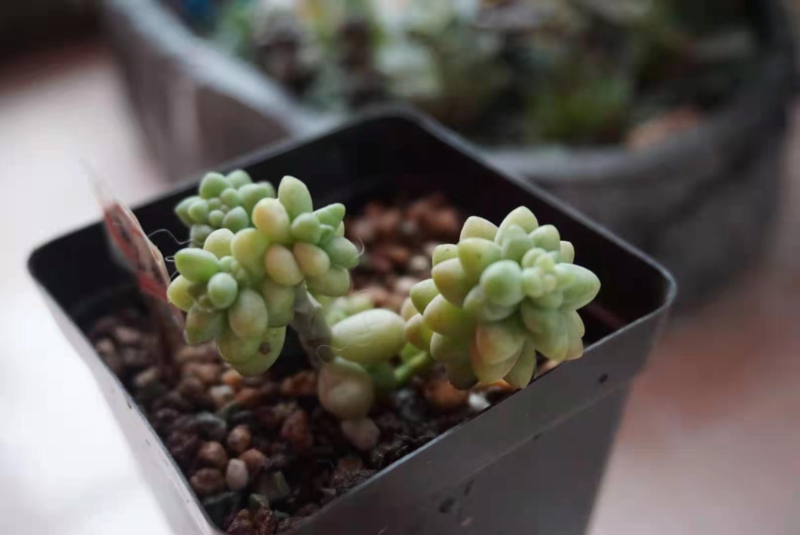 Cola de burro (Sedum burrito) - PictureThis
