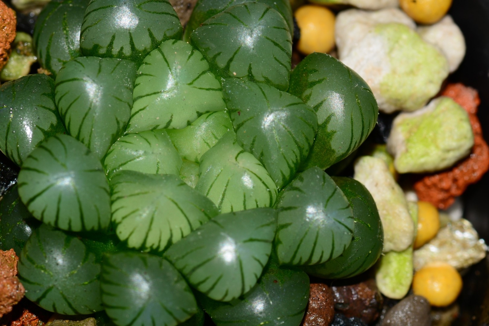 How to Plant and Grow Haworthia cooperi var. truncata(Haworthia cooperi ...