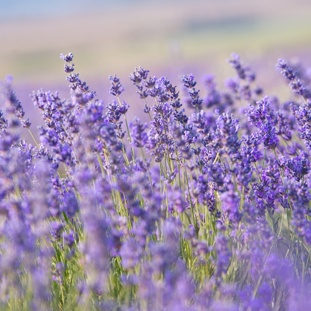 Lavanda Cuidados (Como Cuidar, Doenças, Podar) - PictureThis