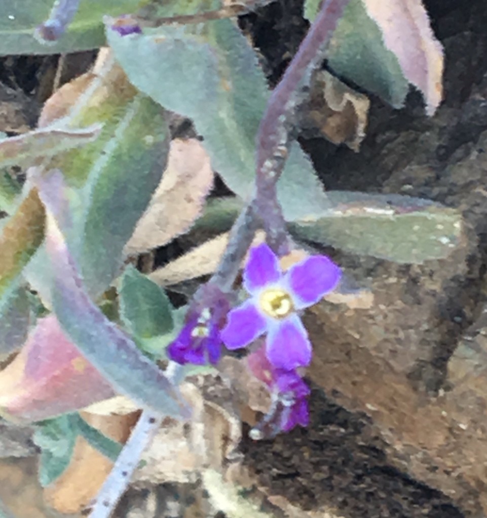 Boechera breweri - PictureThis