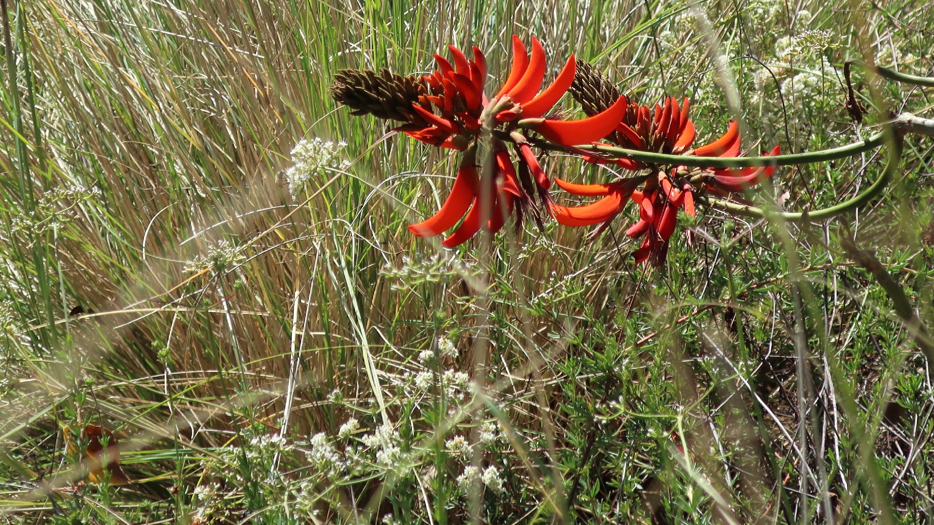 Erythrina sykesii - PictureThis