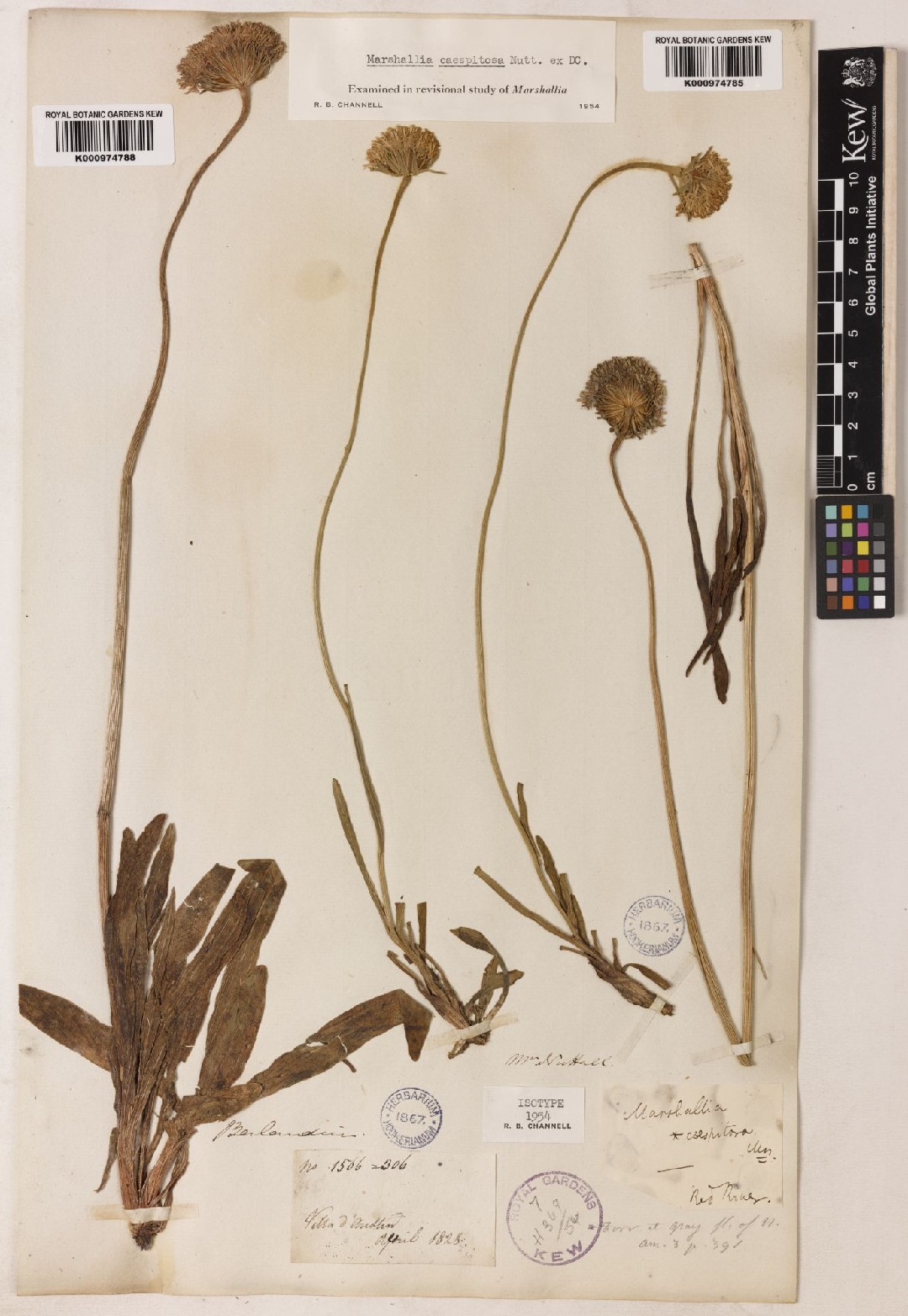 Marshallia caespitosa - PictureThis