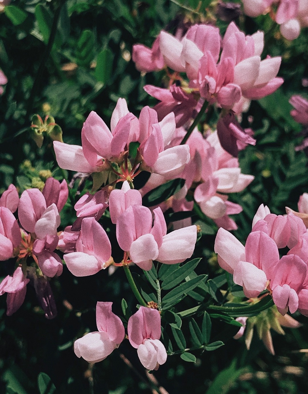 Shrubby restharrow (Ononis fruticosa) Flower, Leaf, Care, Uses ...