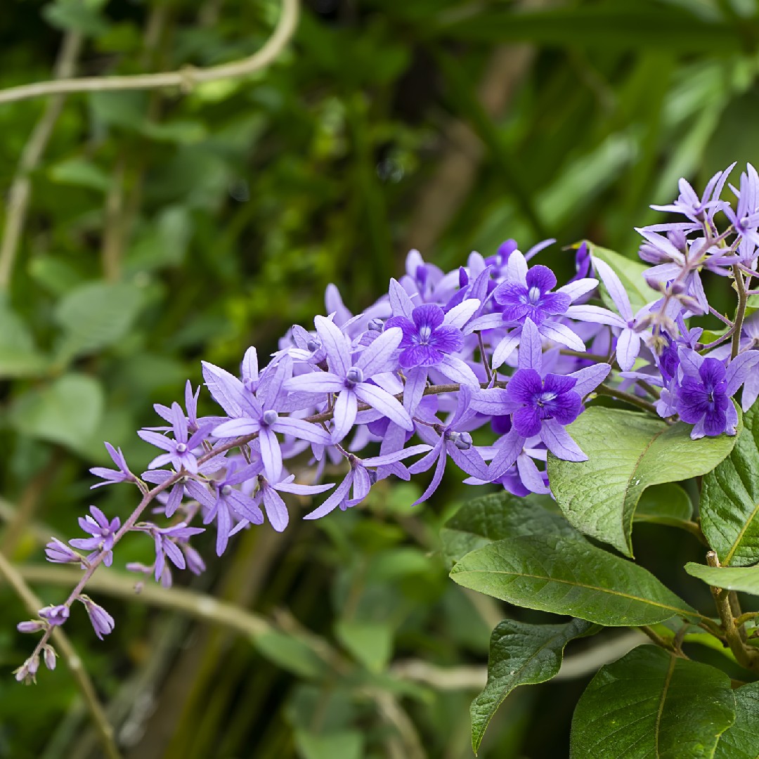 Petrea (Petrea) Flower, Leaf, Care, Uses - PictureThis