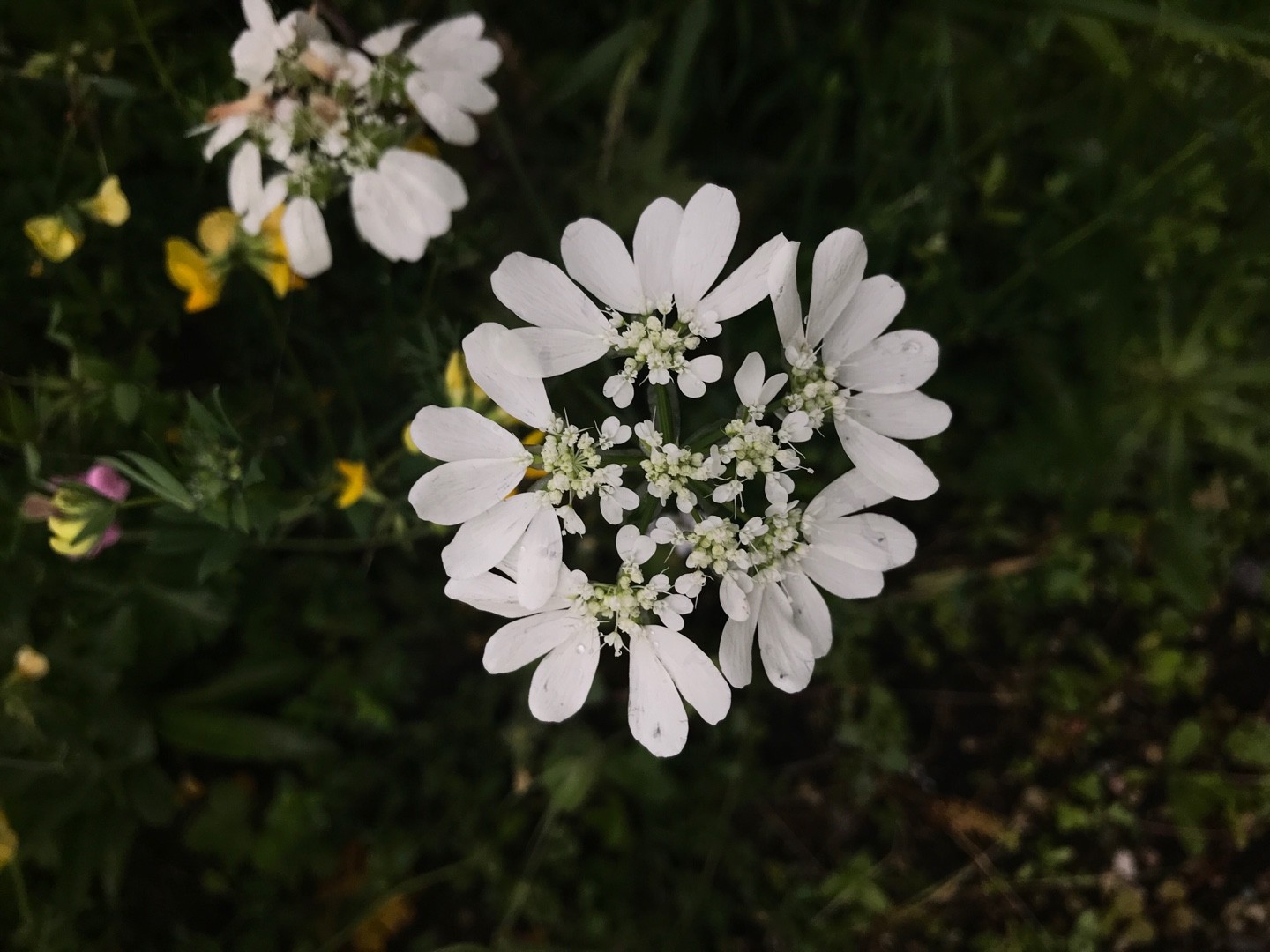 Orlaya grandiflora - PictureThis