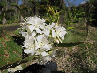 How to Plant and Grow South african wild pear(Dombeya rotundifolia)