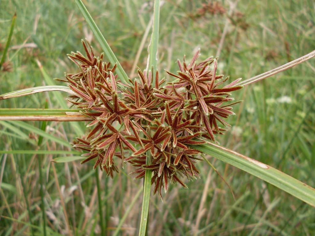 Cyperus flavidus - PictureThis