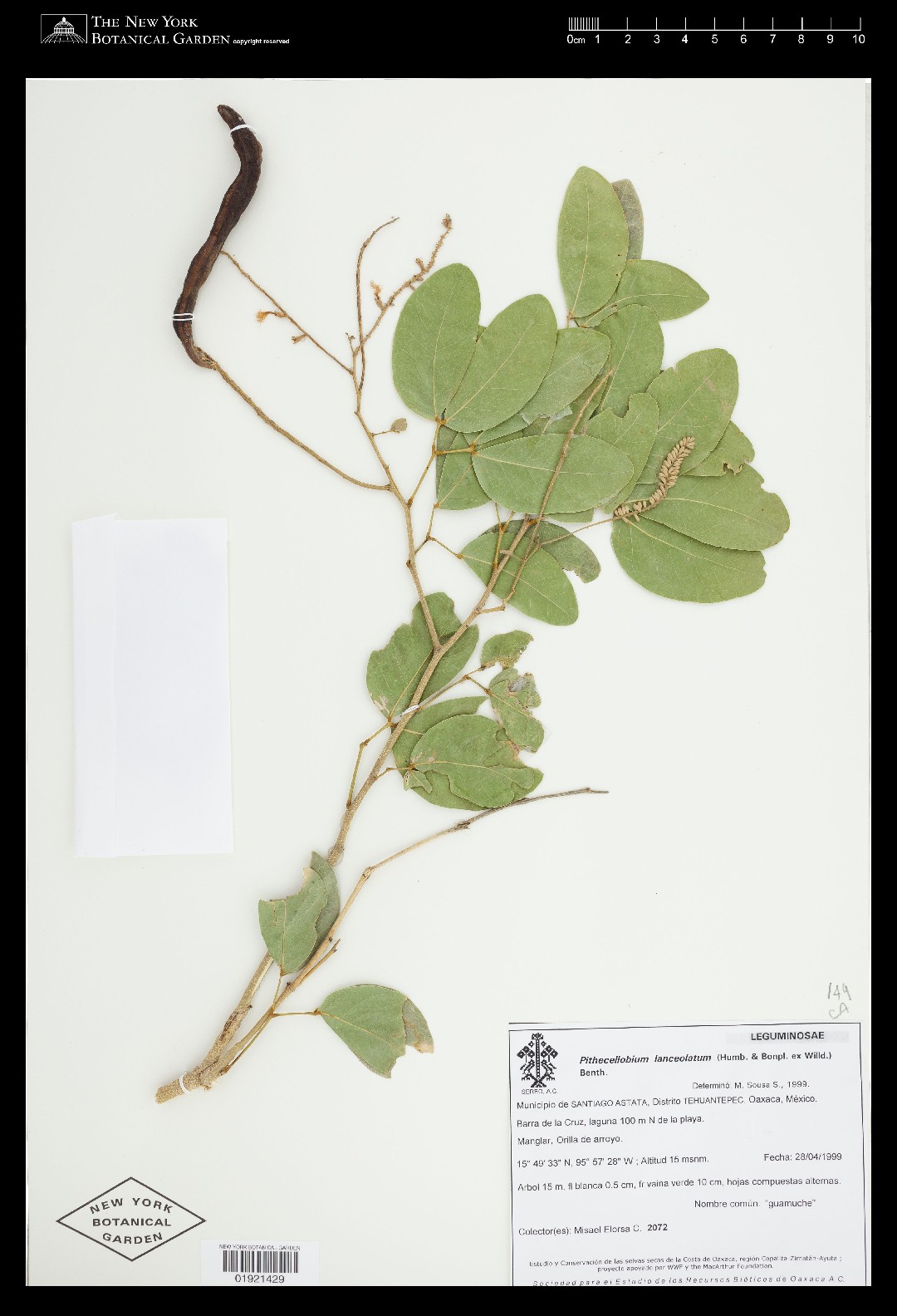 Espino de mono (Pithecellobium lanceolatum) - PictureThis