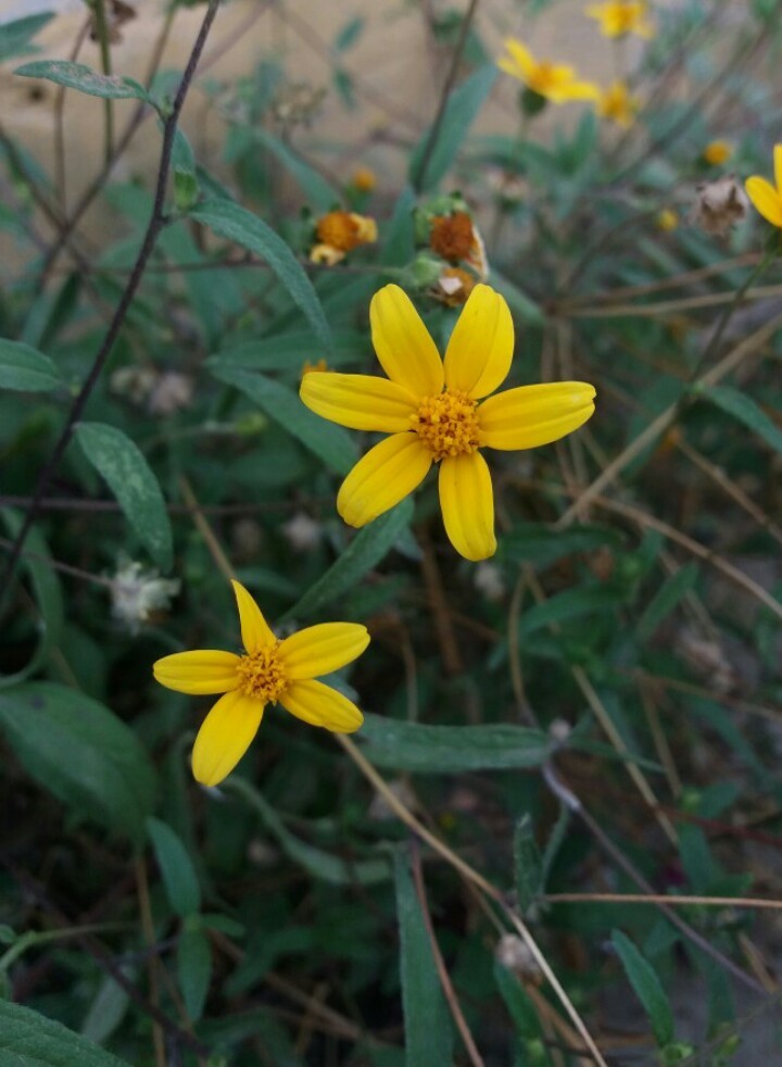 Creeping-Oxeyes (Wedelia) Flower, Leaf, Care, Uses - PictureThis