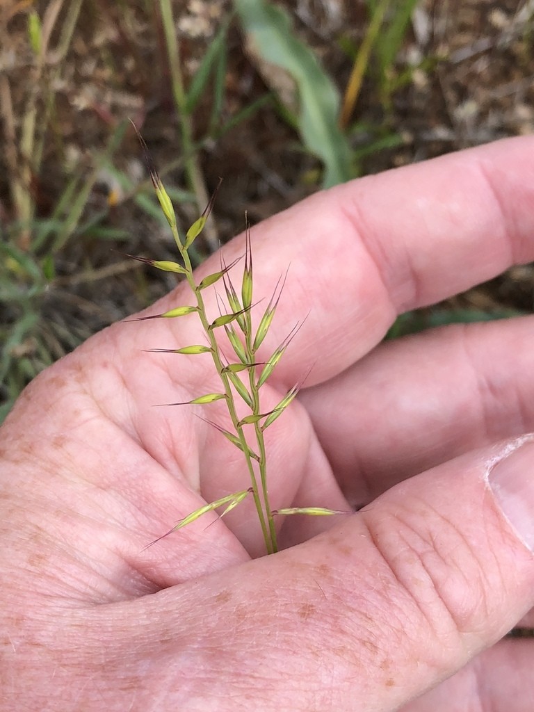Vulpia microstachys 花言葉，毒性，よくある質問 - PictureThis