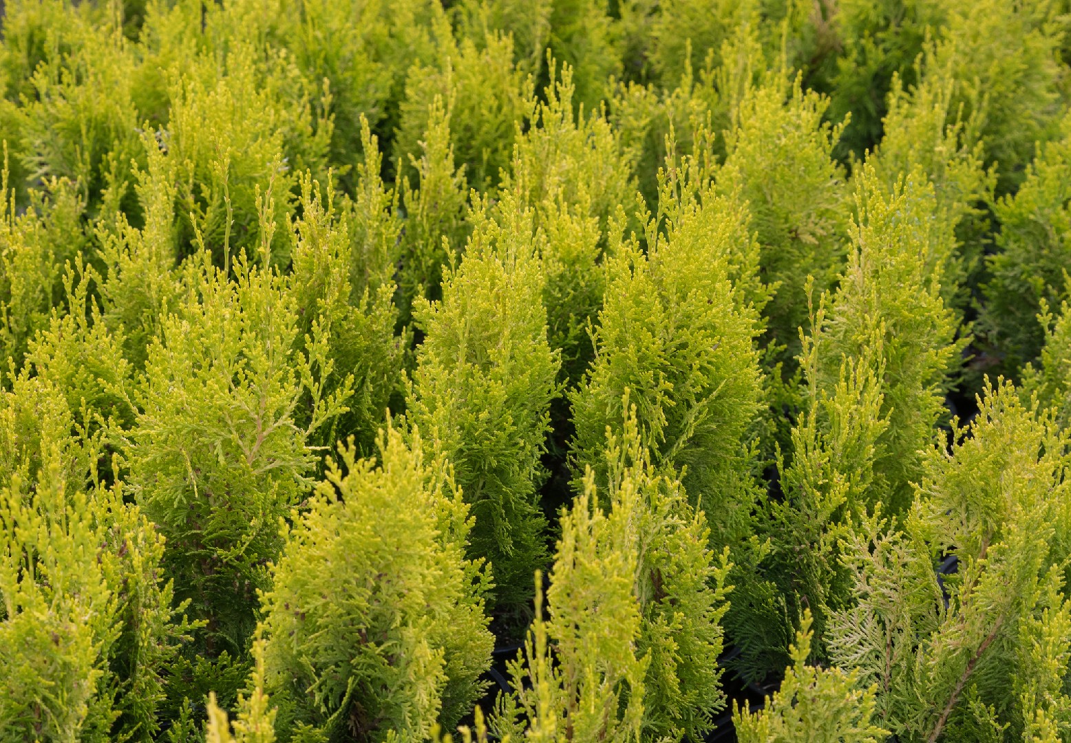 Thuja occidentalis 'Janed Gold' - PictureThis