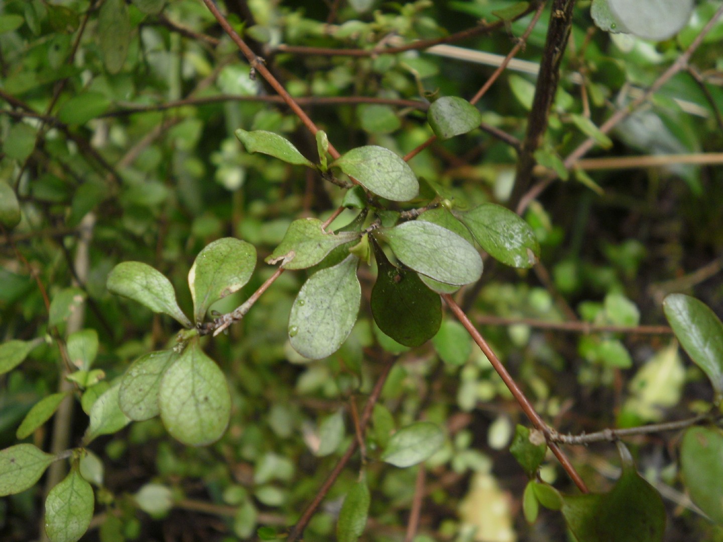 Coprosma rigida - PictureThis