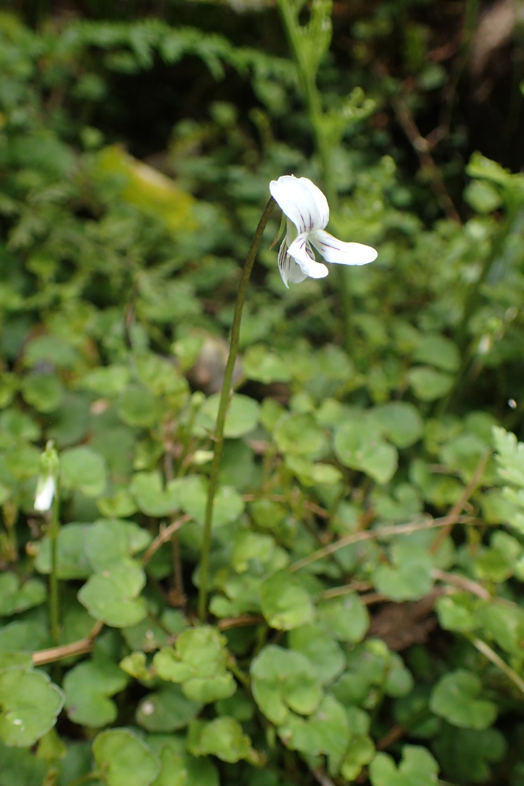 Viola filicaulis - PictureThis