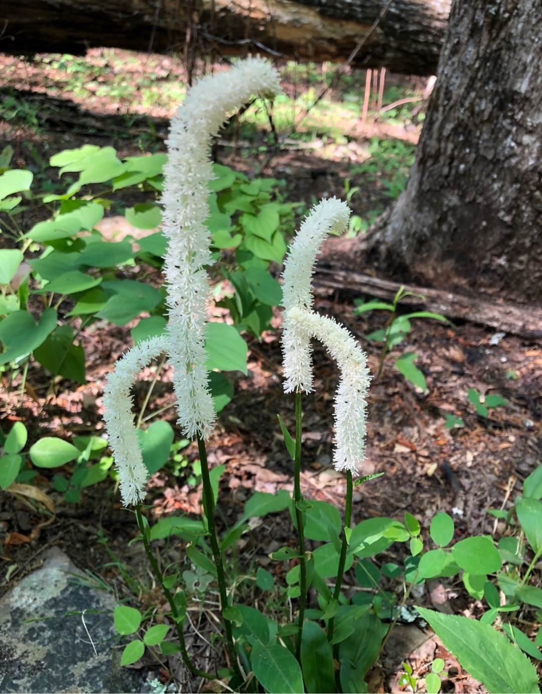 Falsa raíz de unicornio Cuidados (Plantando, Fertilizantes ...