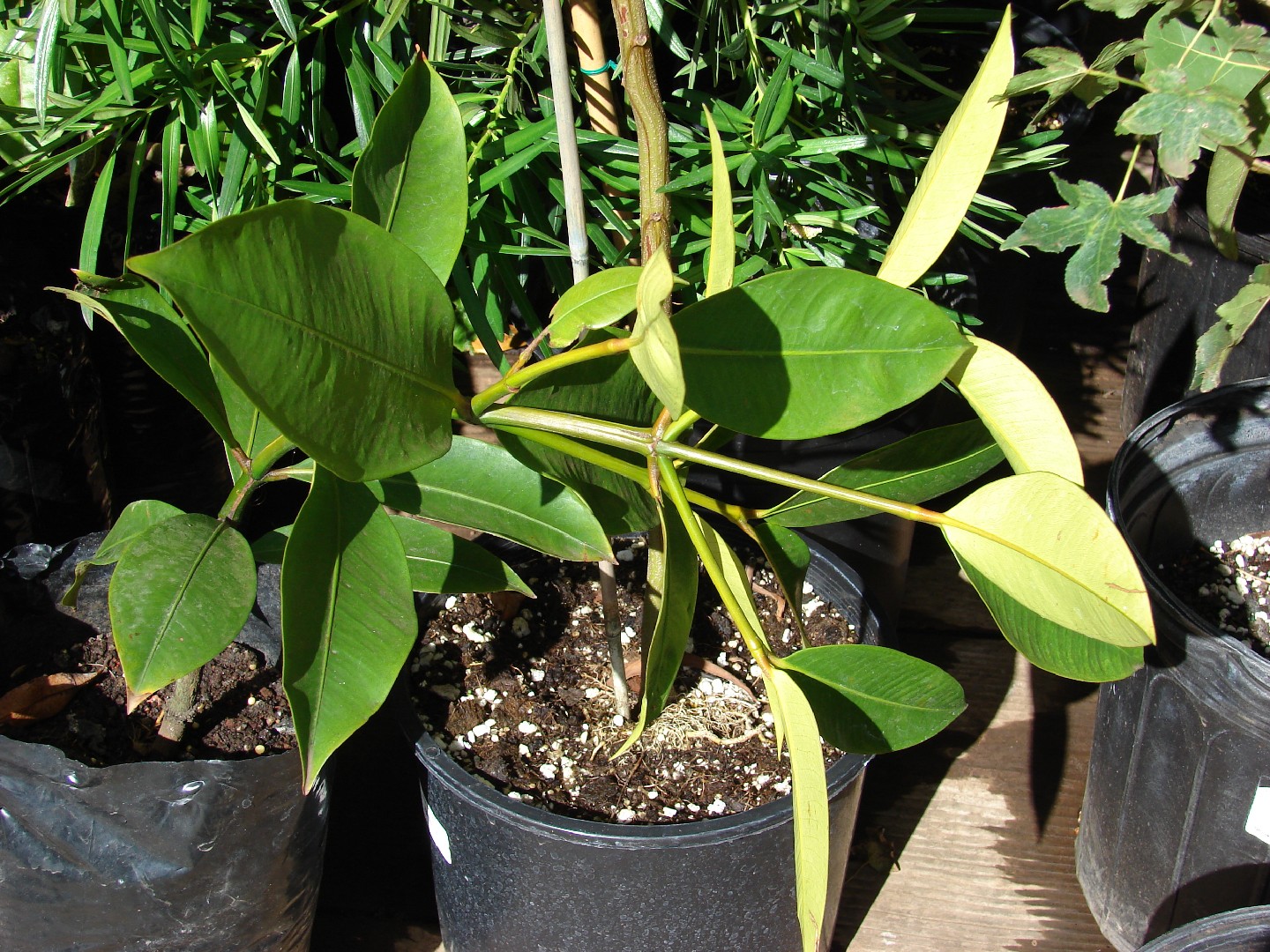 Mangostan (Garcinia mangostana) - PictureThis