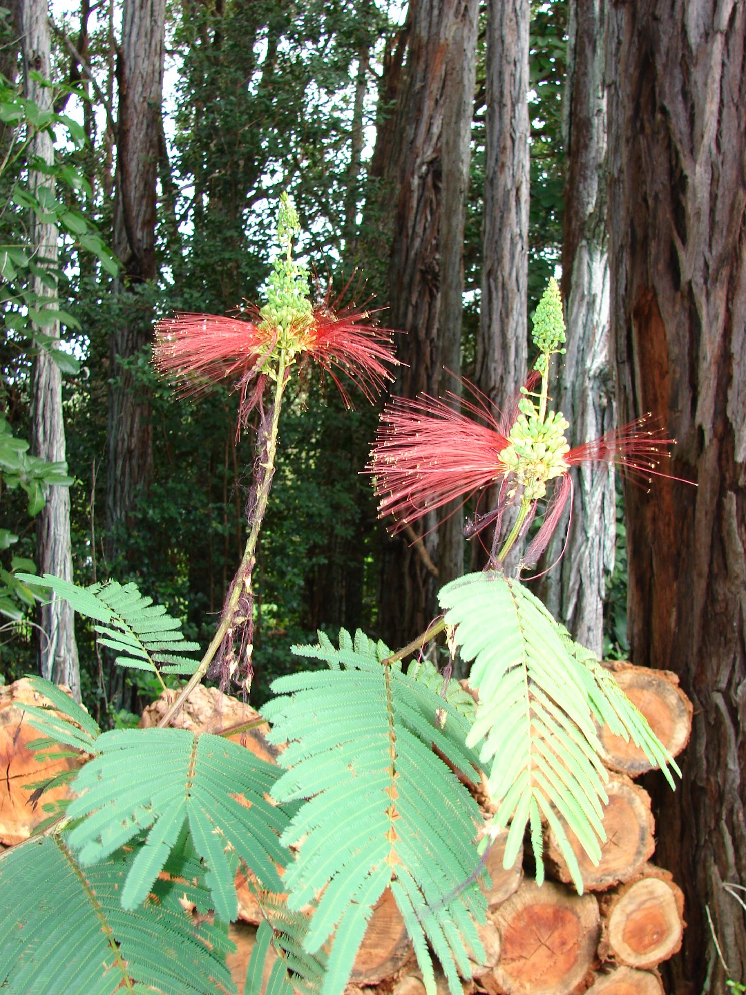 Cabello o pelo de ángel (Calliandra houstoniana) - PictureThis