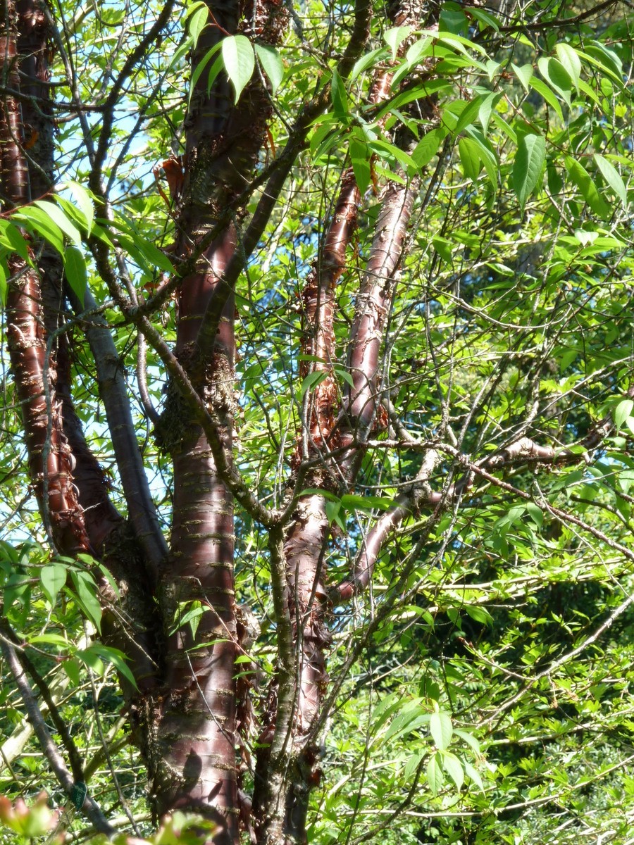 Prunus serrula - PictureThis