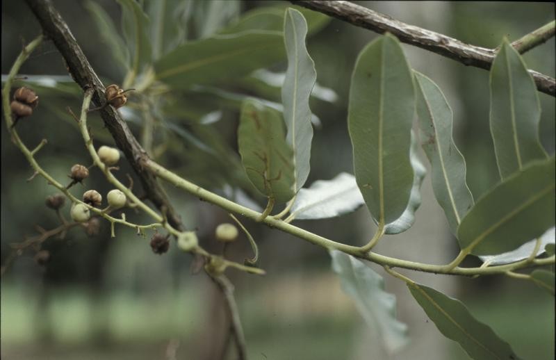 Agarista salicifolia - PictureThis