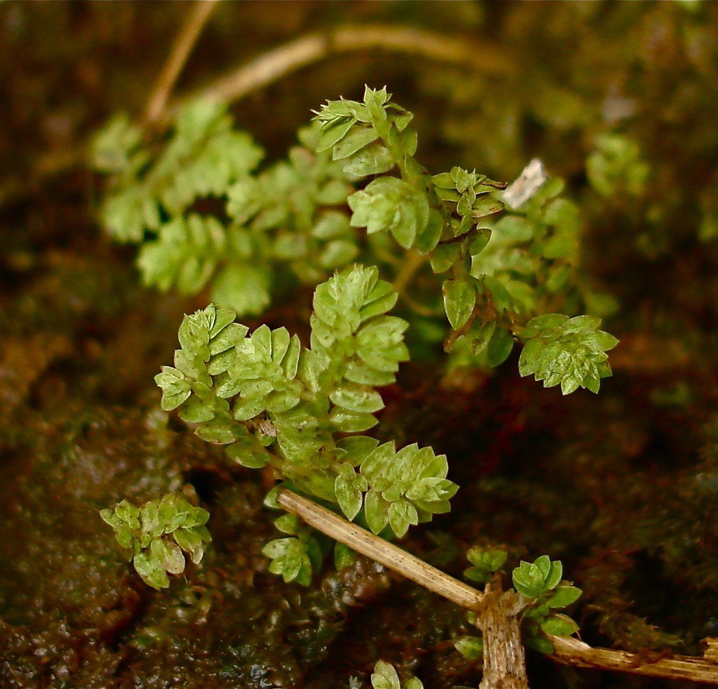 Selaginella ciliaris - PictureThis