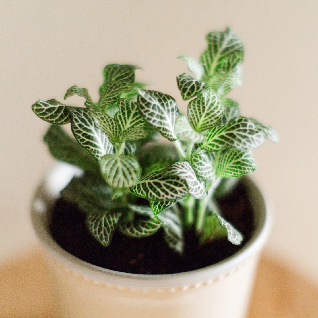 Nerve plants Care (Watering, Fertilize, Pruning, Propagation) - PictureThis