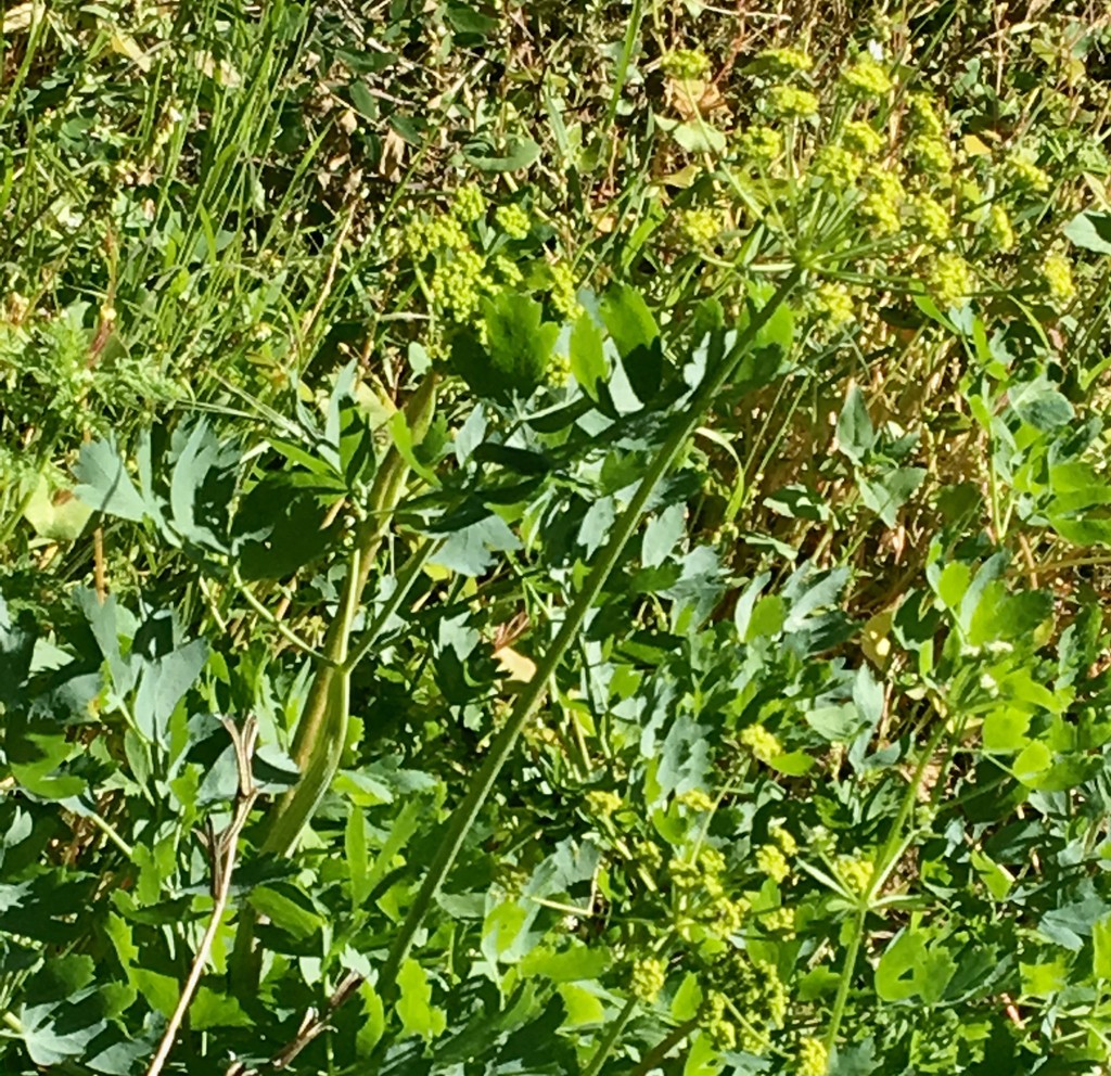 Lomatium californicum - PictureThis