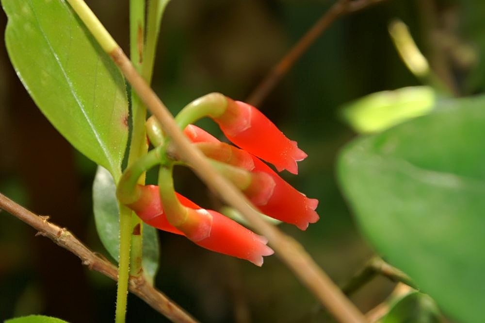 Macleania rupestris - PictureThis