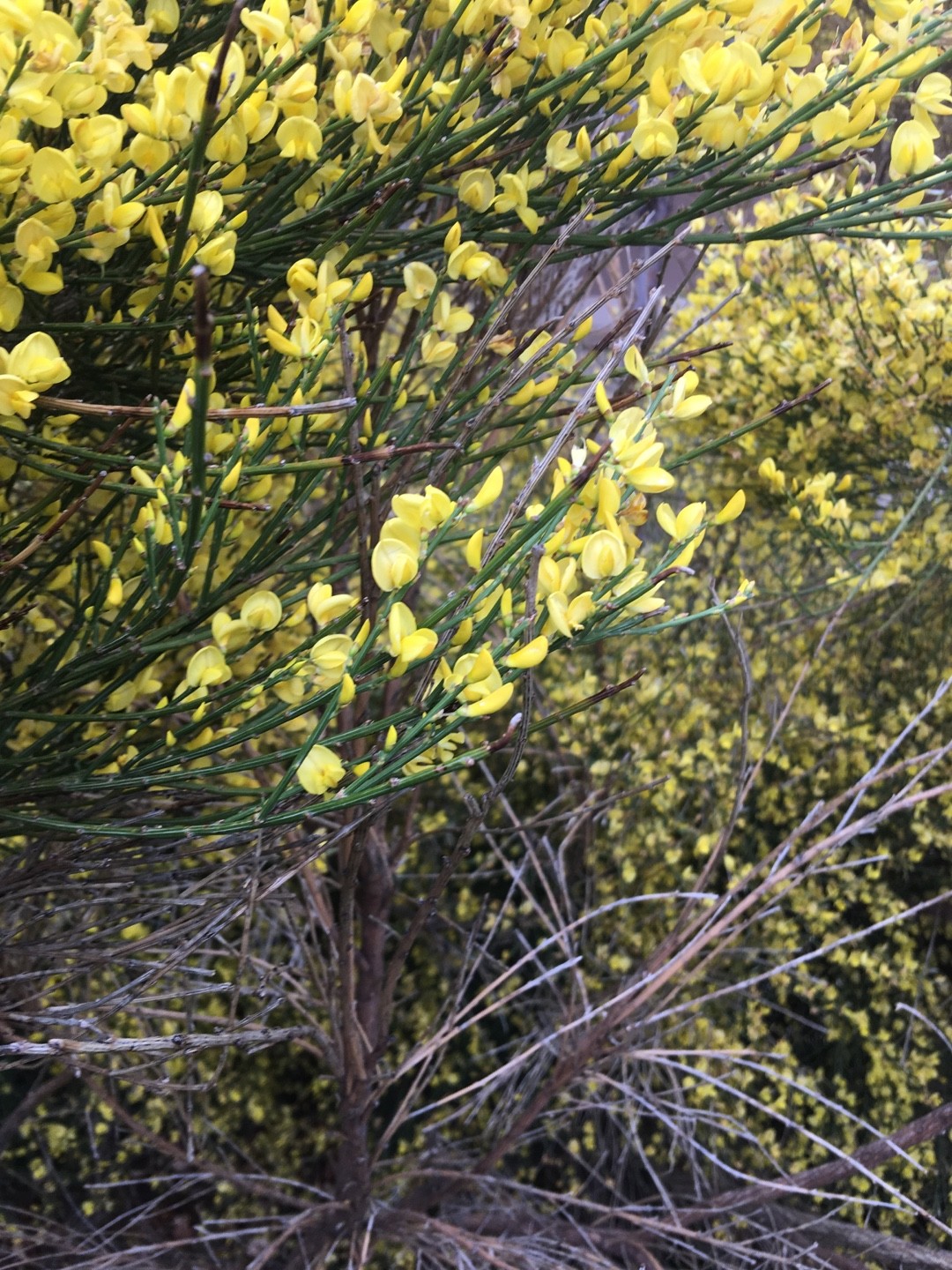 Brooms Care (Watering, Fertilize, Pruning, Propagation) - PictureThis