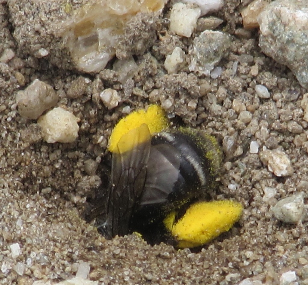 How to Pollinate Texas ranger? (Pollinators, Time Window, Enhance, and ...