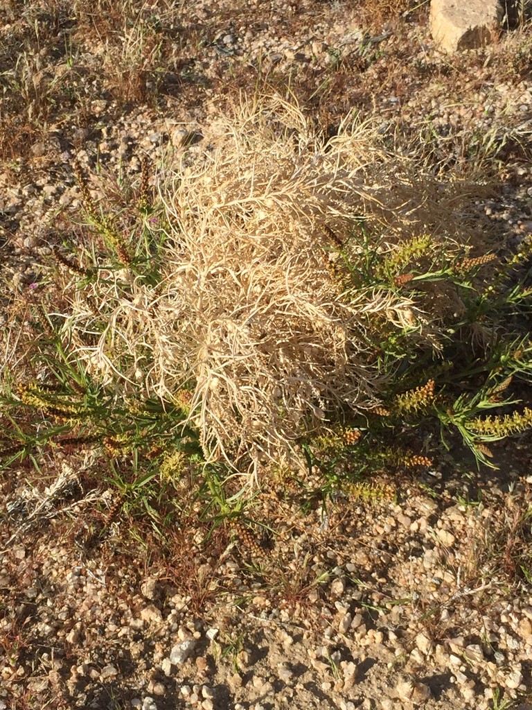 Stillingia - PictureThis