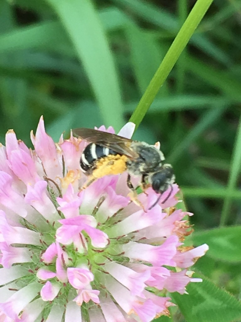 How to Pollinate Foxglove beardtongue? (Pollinators, Time Window ...